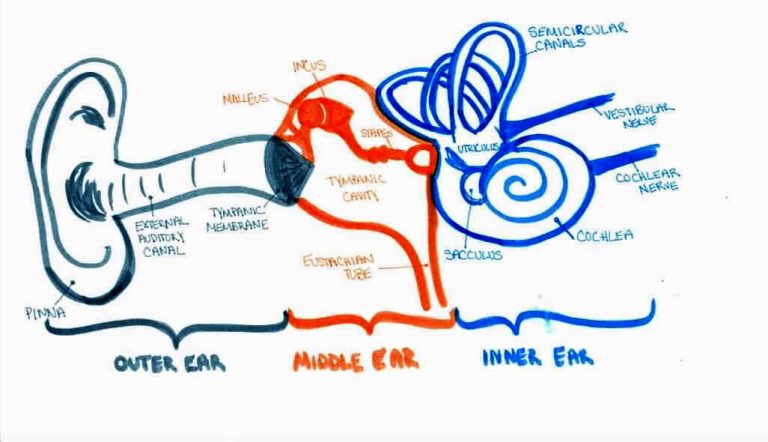 What do ears have to do with balance? - 3D Anatomy Studios