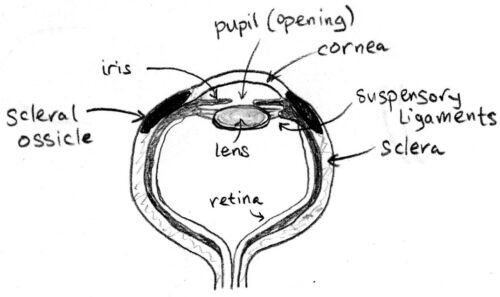 Why don’t humans have bones in their eyes? - 3D Anatomy Studios