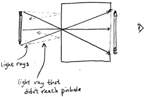 Why don’t humans have bones in their eyes? - 3D Anatomy Studios