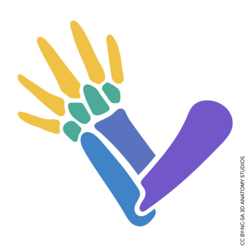 3D Anatomy Studios Logo - 3D Anatomy Studios