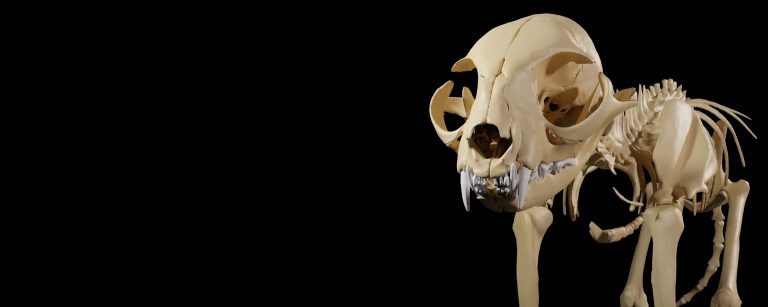 Coding - 3D Anatomy Studios