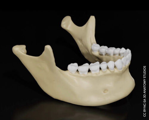 Digital rendering of a human mandible - 3D Anatomy Studios