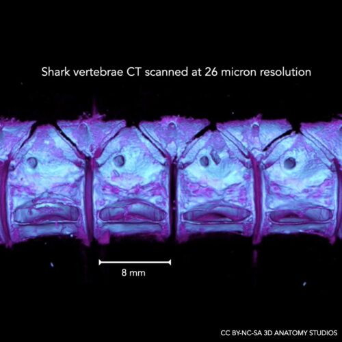 Shark vertebrae - 3D Anatomy Studios