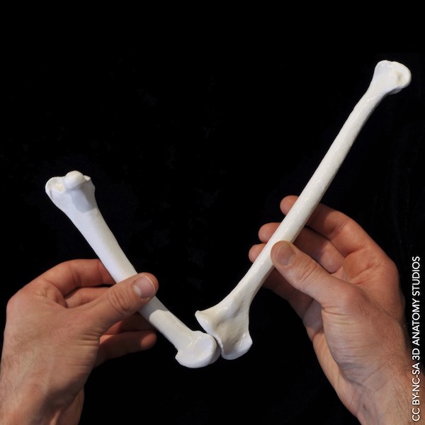 Custom Physical Model Making - 3D Anatomy Studios