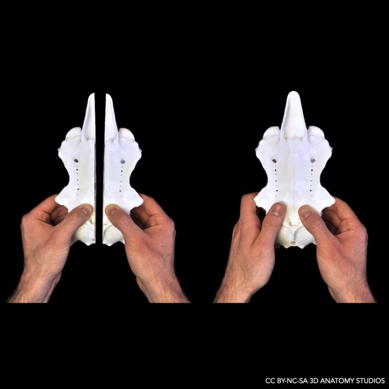 Our 10 steps to creating 3D printed anatomical models - 3D Anatomy Studios