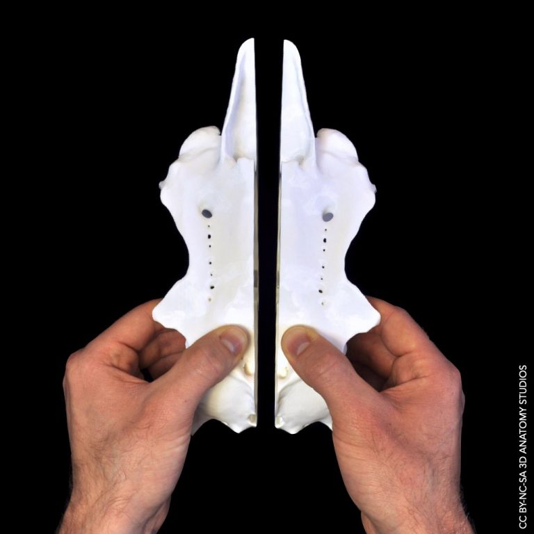 Our 10 steps to creating 3D printed anatomical models - 3D Anatomy Studios