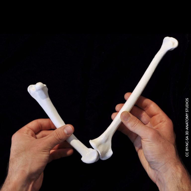 Our 10 steps to creating 3D printed anatomical models - 3D Anatomy Studios