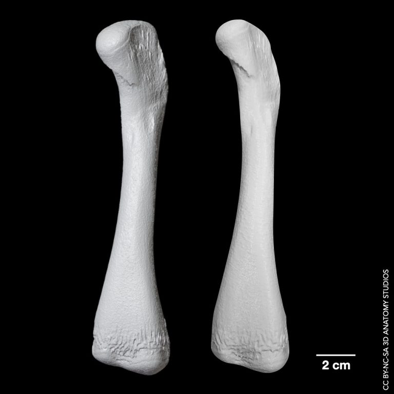 Our 10 steps to creating 3D printed anatomical models - 3D Anatomy Studios