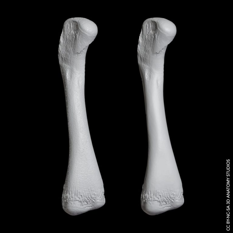 Our 10 steps to creating 3D printed anatomical models - 3D Anatomy Studios