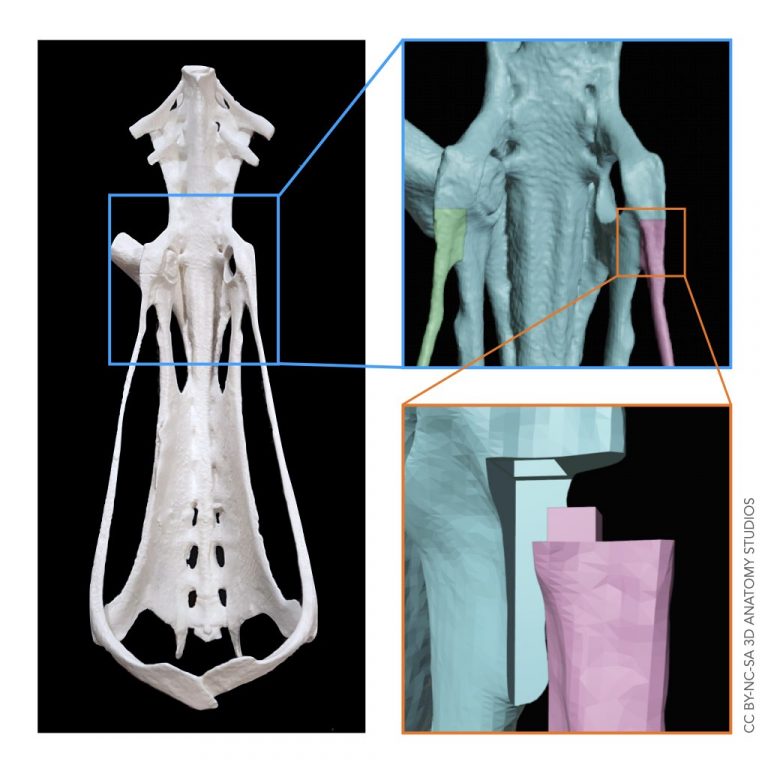 Our 10 steps to creating 3D printed anatomical models - 3D Anatomy Studios