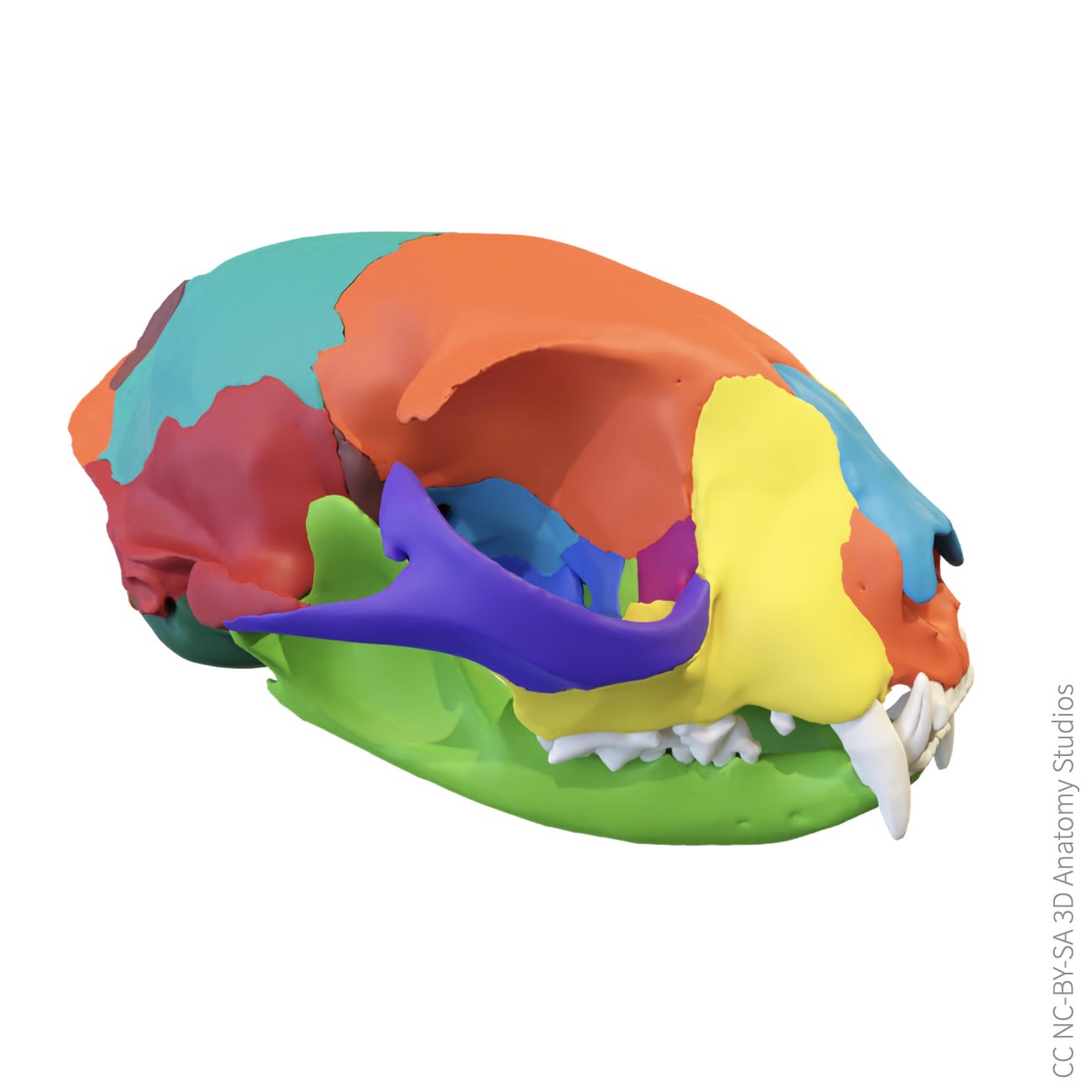Painting the bones of your cat skull (FC01) - 3D Anatomy Studios