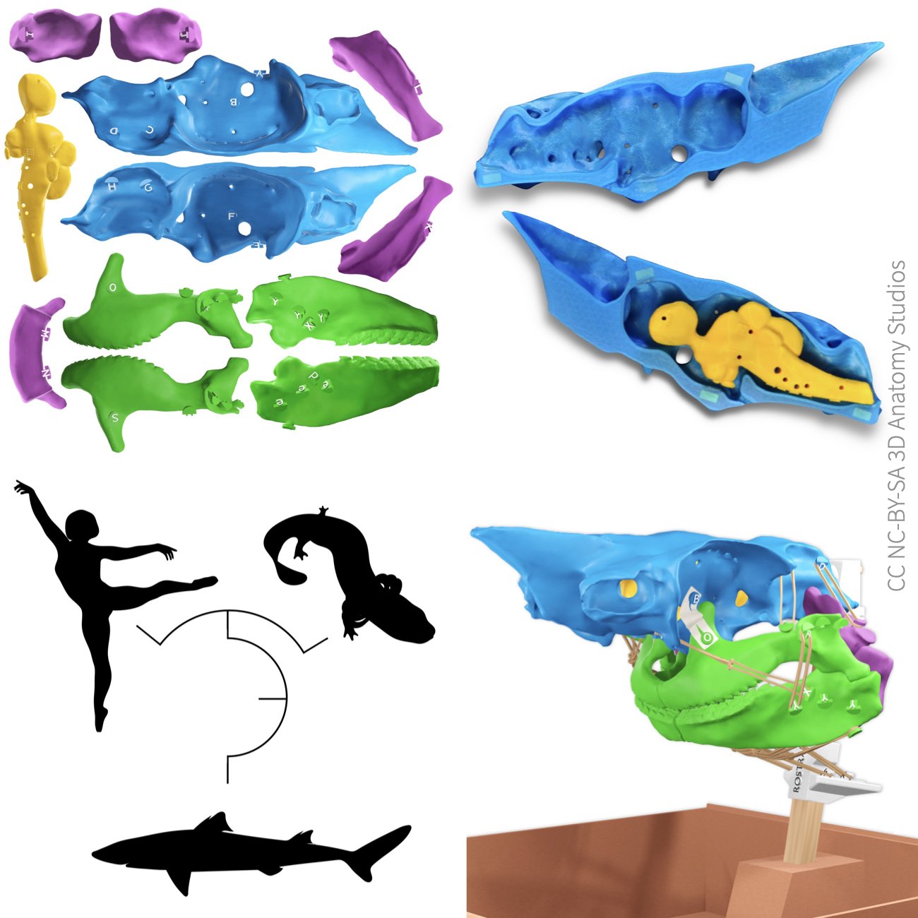 All dogfish shark skull kit modules - 3D Anatomy Studios