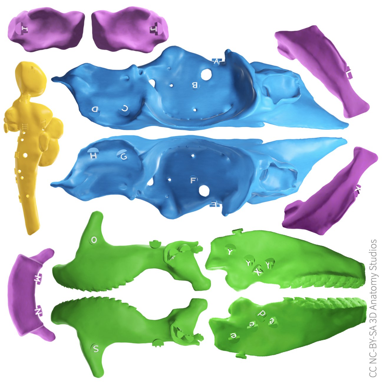 Building the skeleton of your shark skull (SA01) - 3D Anatomy Studios