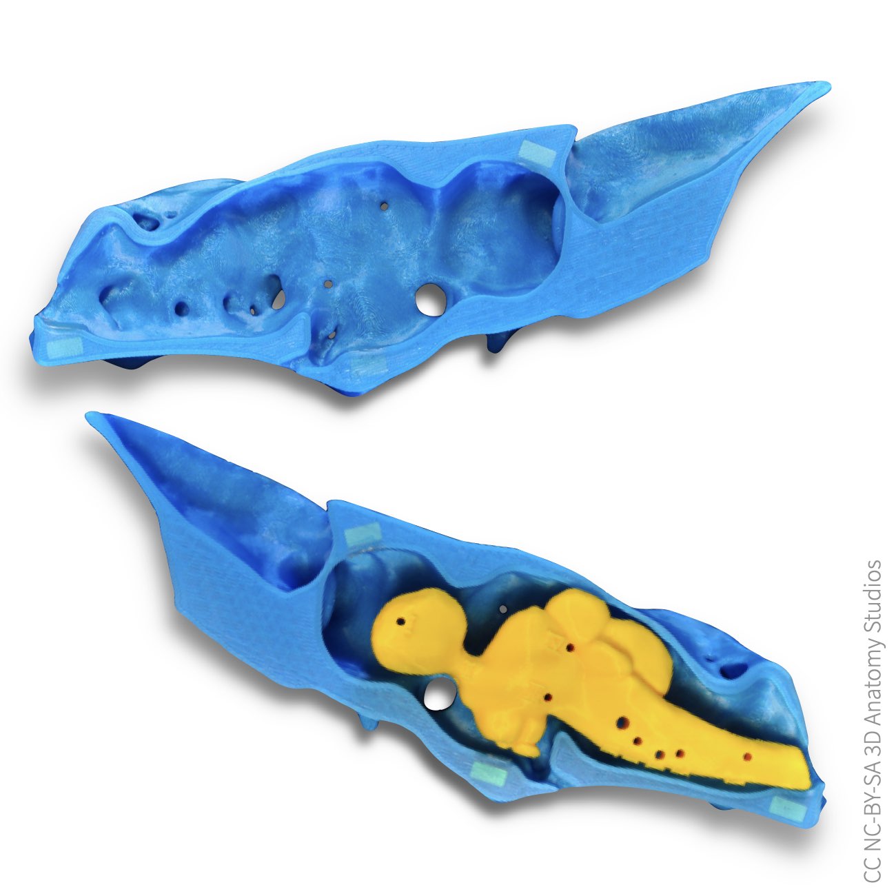 Observing your shark’s braincase and brain (SA02) - 3D Anatomy Studios