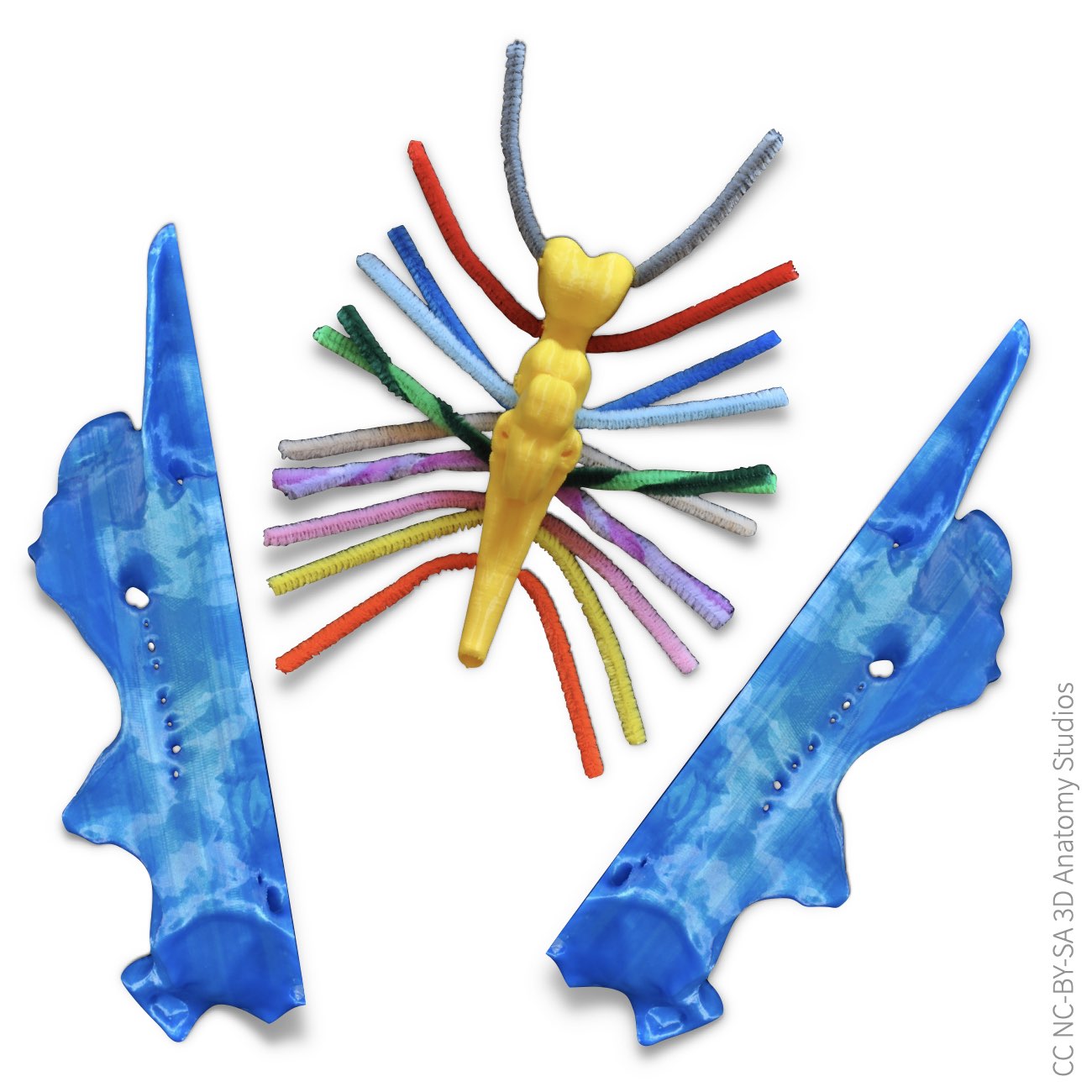 Wiring your shark’s brain (SA03) - 3D Anatomy Studios