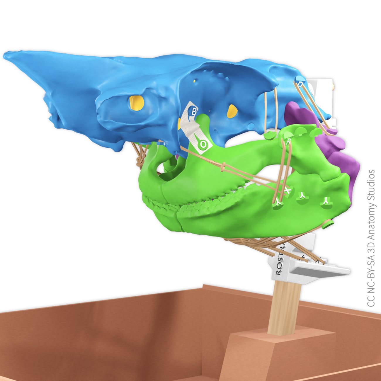 Simulating the motions of your shark’s jaws (SA05) - 3D Anatomy Studios