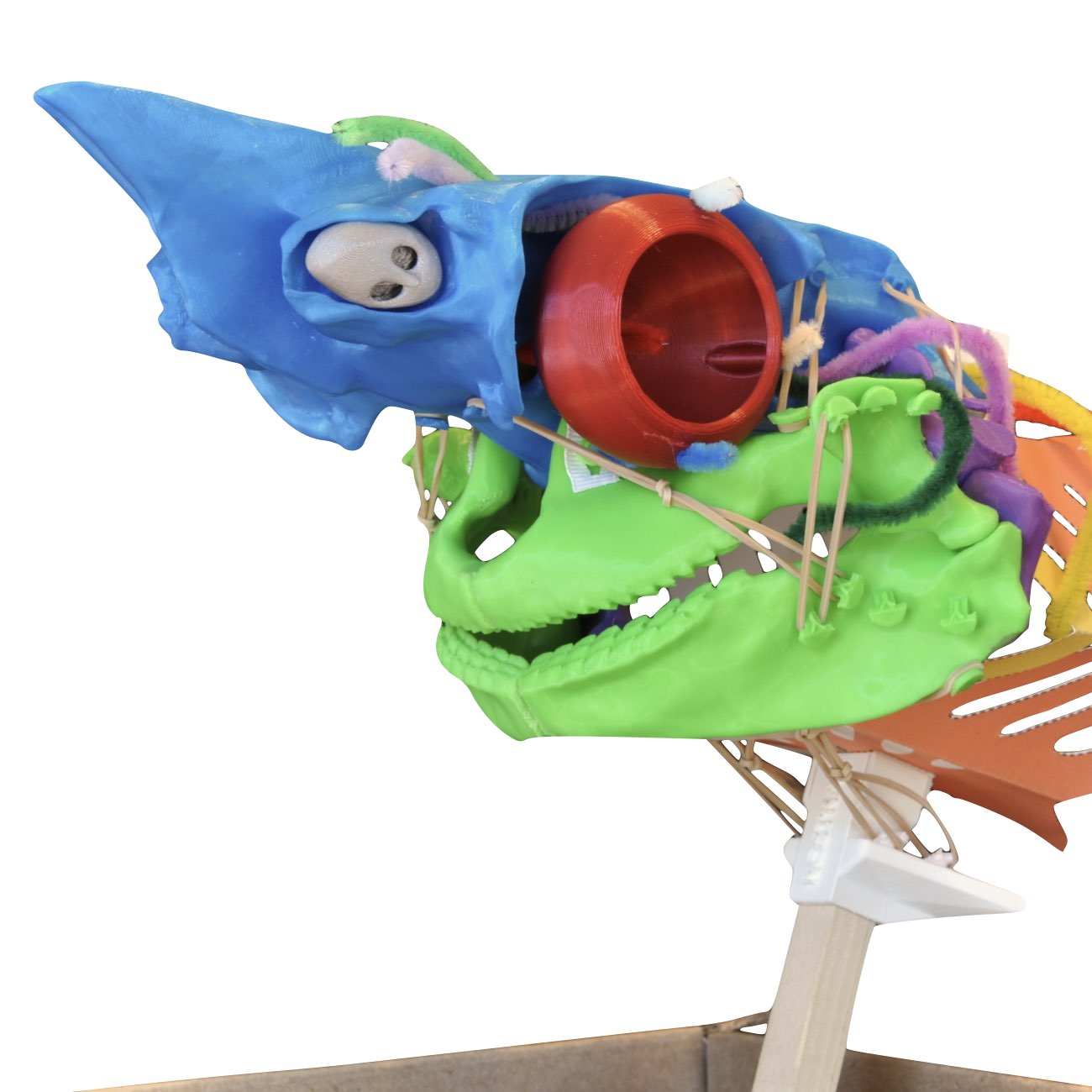 Create your own shark kit activity! - 3D Anatomy Studios