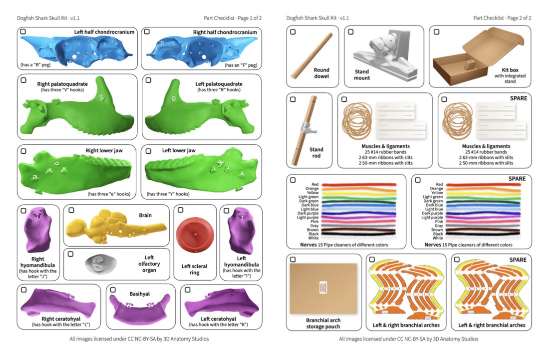 Shark skull active learning kit - 3D Anatomy Studios